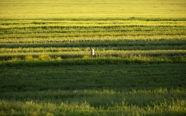 Free Stock Photo of Man Walking Through a Field of Tall Grass ...
