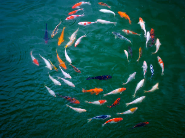 Free Stock Photo of Group of Fish Swimming in a Pond | Download Free ...