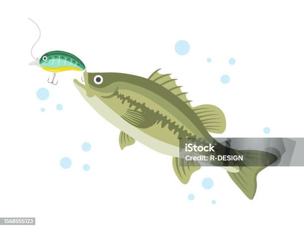 Ilustrasi Ikan Bass Hitam Yang Ditangkap Dengan Umpan Hijau Ilustrasi Stok Unduh Gambar