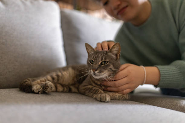 Free Stock Photo of A hand gently petting a relaxed cat with closed ...
