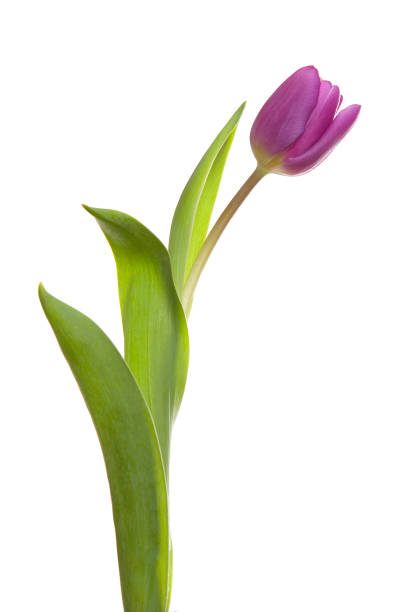 Purple Tulip Pictures | Download Free Images on Unsplash