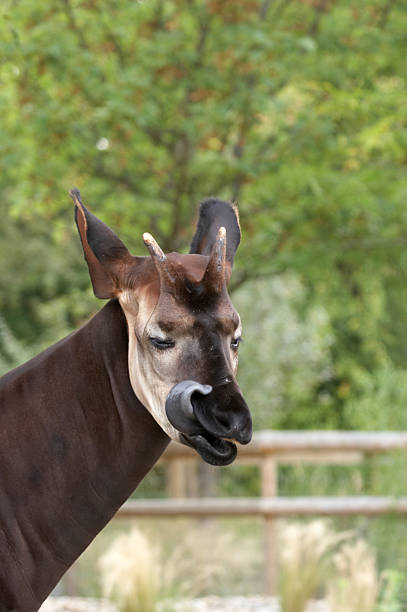Okapi Pictures | Download Free Images on Unsplash