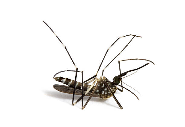 600 Virus West Nile Foto Foto Stok Potret And Gambar Bebas Royalti
