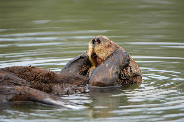 Free picture: animal, wildlife, nature, cute, otter, fur, wild, rodent