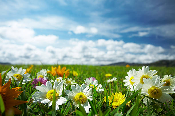 30k+ Fowers Pictures | Download Free Images on Unsplash