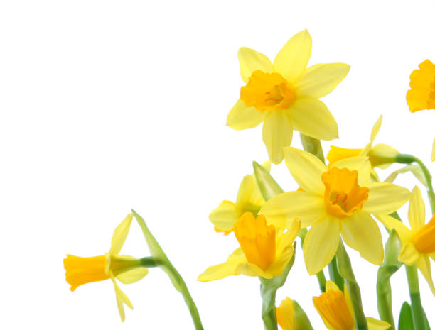 6 400 Narciso Blanco Fotos Fotografías De Stock Fotos E Imágenes