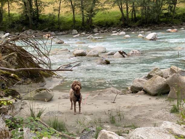Free Stock Photo of Dog Swimming in River With Trees | Download Free ...
