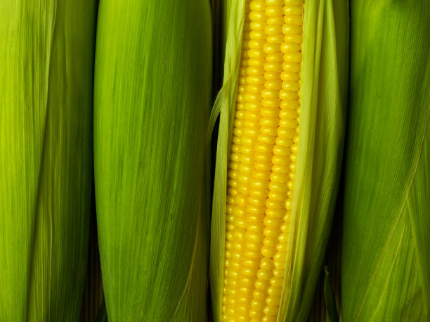 Corn Cob Pictures | Download Free Images on Unsplash