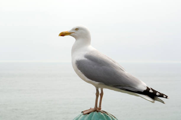 Free Stock Photo of Seagull Standing on Ledge by Ocean | Download Free ...