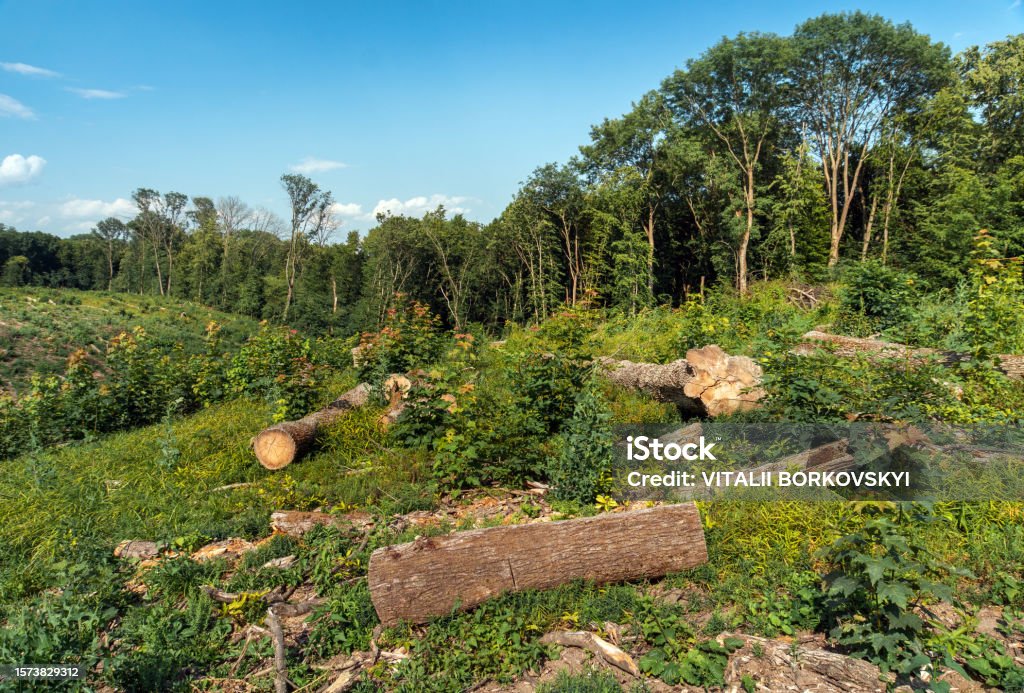 Tunggul Dan Kayu Gelondongan Terletak Di Tempat Terbuka Di Hutan ... Tunggul Dan Kayu Gelondongan Terletak Di Tempat Terbuka Di Hutan ...