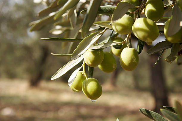 Free picture: Olive fruit tree with green leaves and branchlets close-up