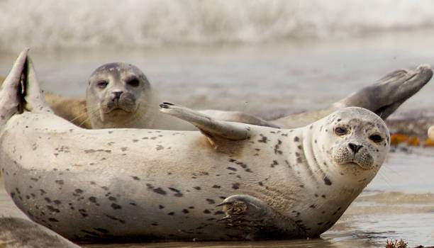 Gray Seal Predator - Free photo on Pixabay