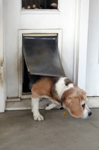 Dog Door Pictures | Download Free Images on Unsplash