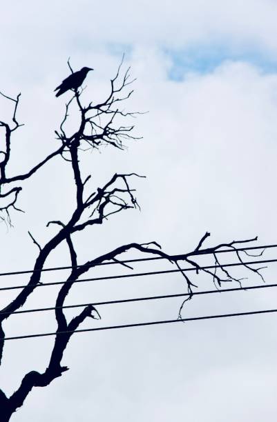 Free Stock Photo of Crow perched on power lines against sky | Download ...
