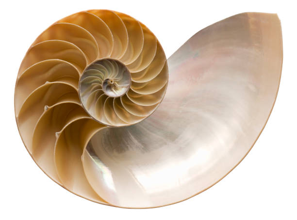 90+ Free Nautilus & Shell Images - Pixabay