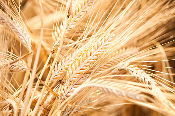 94 900+ Orge Photos, taleaux et images libre de droits - iStock 94 900+ Orge Photos, taleaux et images libre de droits - iStock