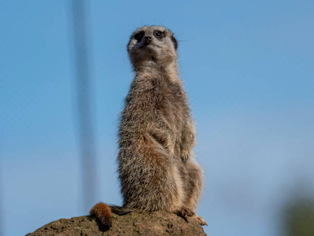 Free Stock Photo of One Meerkat | Download Free Images and Free ...
