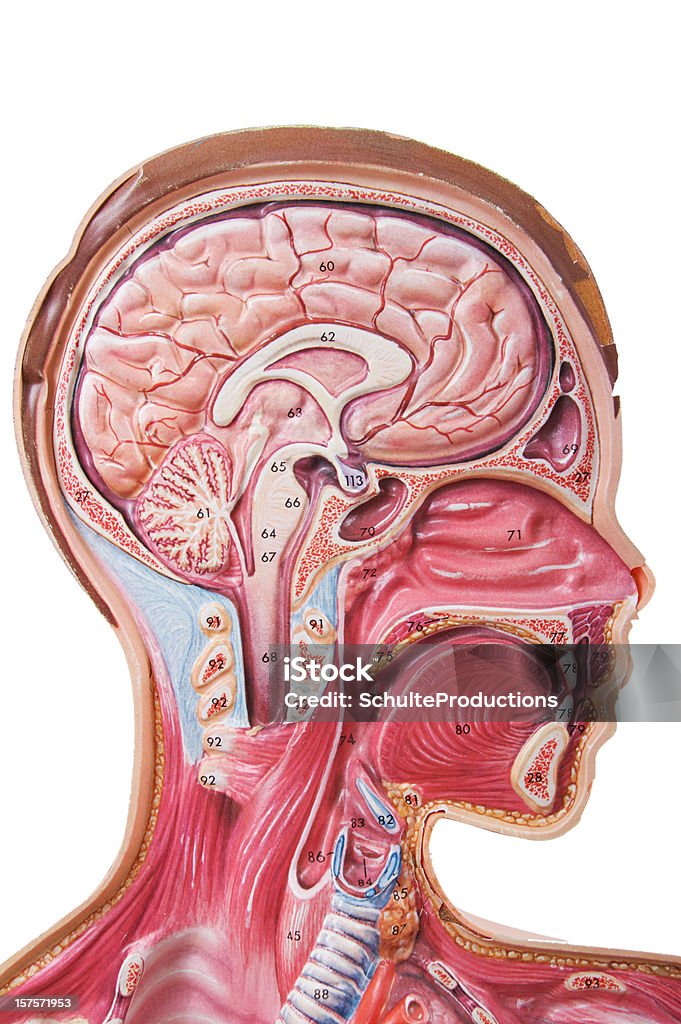 Menschlicher Kopf Anatomie Visuelle Darstellung Stockfoto Und Mehr Bilder Von Anatomie