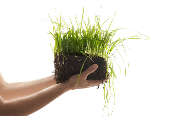 Free Stock Photo of Person Holding Handful of Grass | Download Free ...