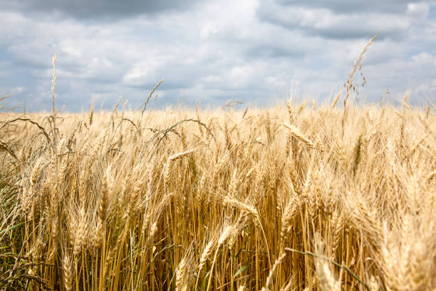 Free picture: Yellowish brown dry wheat seeds in wheatfield in summer