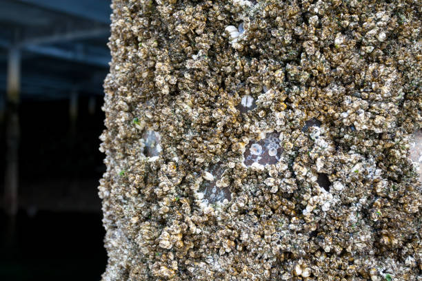 Free Stock Photo of Barnacles on a dock | Download Free Images and Free ...