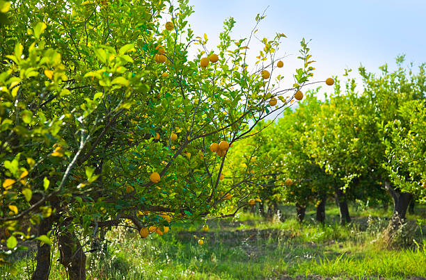 500+ Lemon Tree Pictures [HD] | Download Free Images on Unsplash