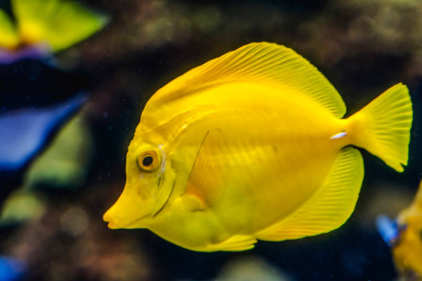 Free Stock Photo of Yellow Fish Swimming in Water | Download Free ...