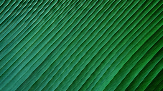 Latar Belakang Tekstur Daun Pisang Latar Belakang Bentuk Garis Diagonal
