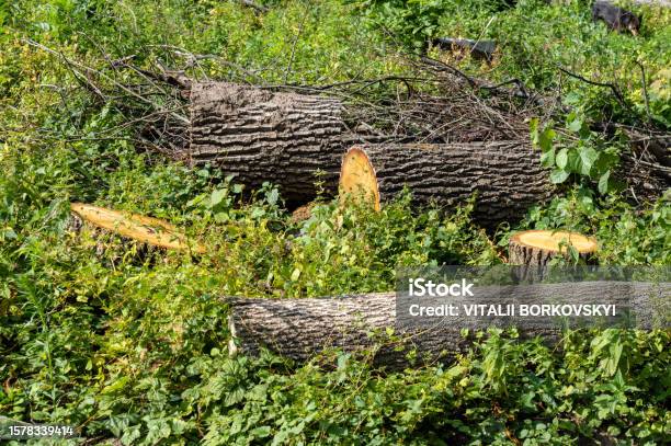 Tunggul Dan Kayu Gelondongan Terletak Di Tempat Terbuka Di Hutan ... Tunggul Dan Kayu Gelondongan Terletak Di Tempat Terbuka Di Hutan ...