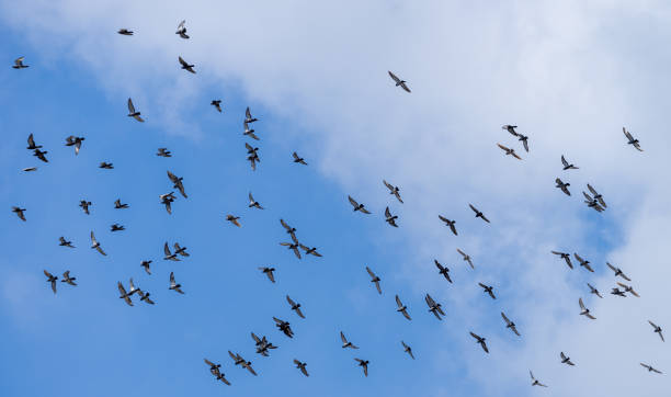 Free Stock Photo of Large Flock of Birds Flying Over a Street ...