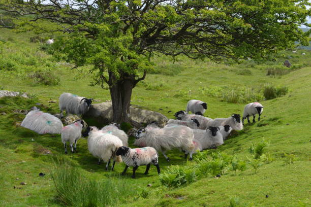 Free picture: dry grass, sheep, tree, animal, wool