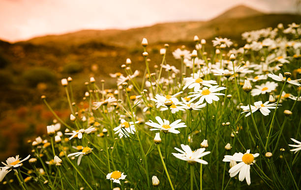 Naure Pictures | Download Free Images on Unsplash