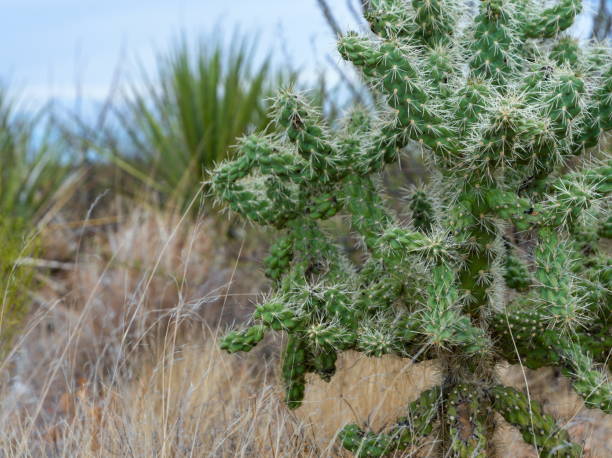 Free Stock Photo of Sharp spines of a cholla cactus | Download Free ...