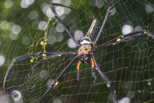 Free picture: Close-up of golden silk spider in a web (Trichonephila ...