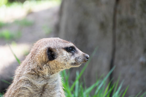 Free Stock Photo of One Meerkat | Download Free Images and Free ...