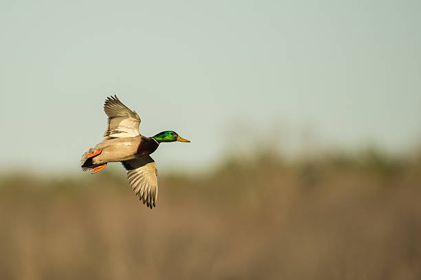 Ducks Flying Pictures | Download Free Images on Unsplash