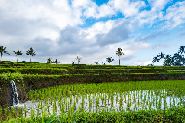 Free Stock Photo of beautiful rice Field with river and hill in asia A ...