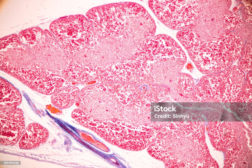 Trachea Thymus Parathyroid Gland And Tonsil Human Under The Microscope For Education In The