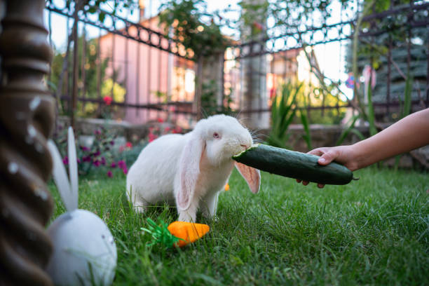 Free picture: Adorable albino white rabbit on grass