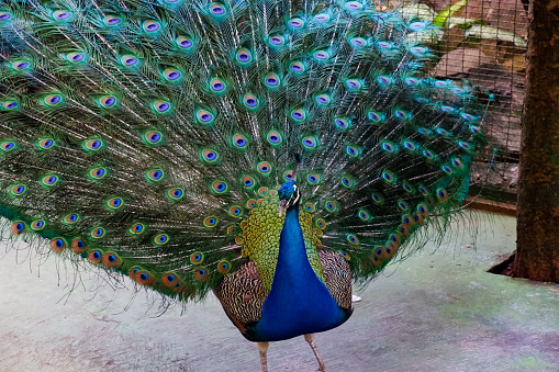 Selective Focus Of Peacocks Developing Their Beautiful Tails In Their