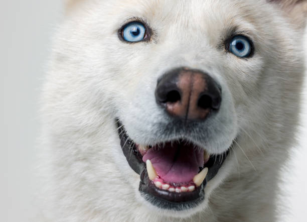 Free picture: white wolf, teeth, tongue, mouth, portrait, white, nature ...