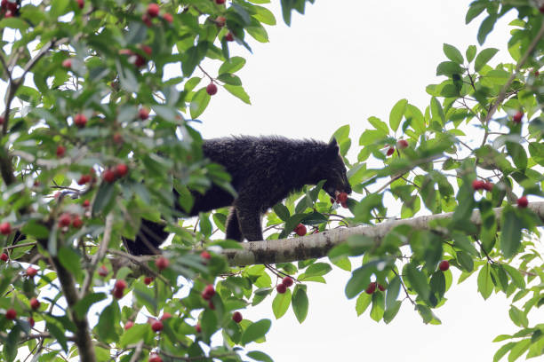 Binturong Animal Bear Cat - Free photo on Pixabay