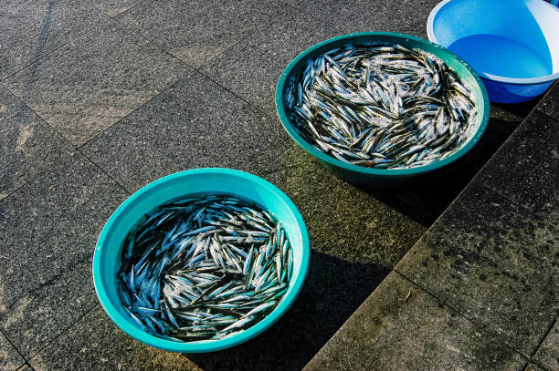 Free Stock Photo of Bucket Filled With Fish on Dirt Ground | Download ...