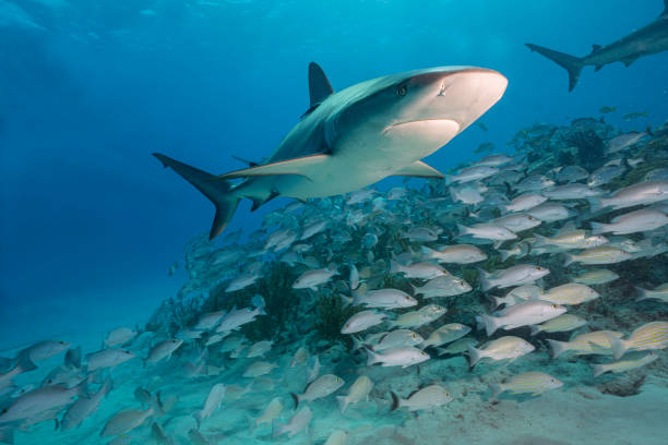 Free Stock Photo of Large Group of Sharks Swimming in the Ocean ...