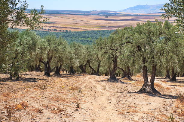 Free Stock Photo of Olive Tree in the Desert | Download Free Images and ...