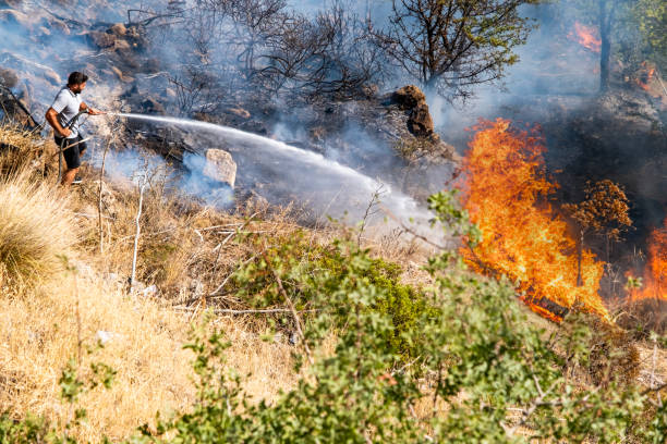 Free Stock Photo of After the Bushfire | Download Free Images and Free ...