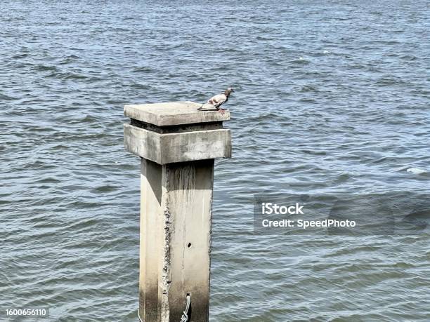 Sebuah Fotografi Burung Duduk Di Tiang Di Air Ada Burung Duduk Di Atas ... Sebuah Fotografi Burung Duduk Di Tiang Di Air Ada Burung Duduk Di Atas ...