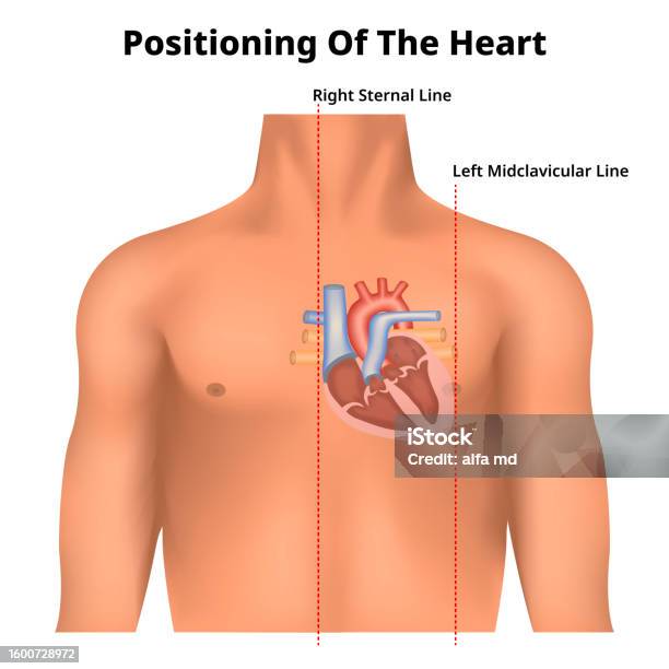 Positioning Of The Heart Human Heart Anatomy Medical Vector ... Positioning Of The Heart Human Heart Anatomy Medical Vector ...
