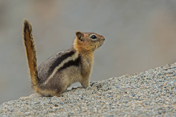 Free picture: Golden-mantled ground squirrel (Callospermophilus ...