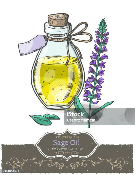 Dessin À La Main Bouteille En Verre Dhuile Dherbes Avec Des Fleurs De